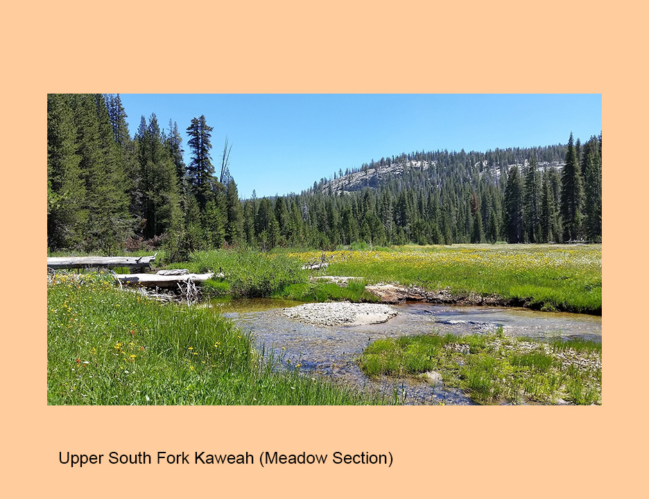 EF and SF Kaweah River – fish within the wilderness