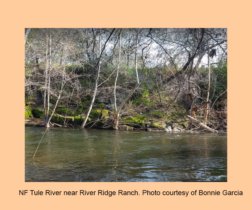 NF Tule and NF of MF Tule River – fish the upper reaches