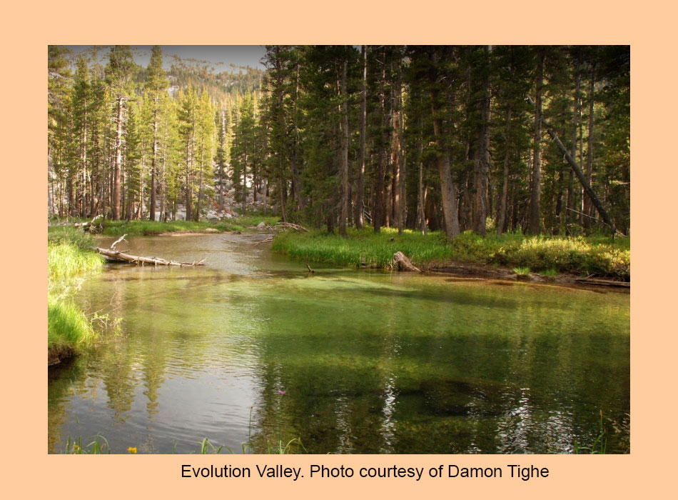 Piute Canyon – a place for golden hybrids