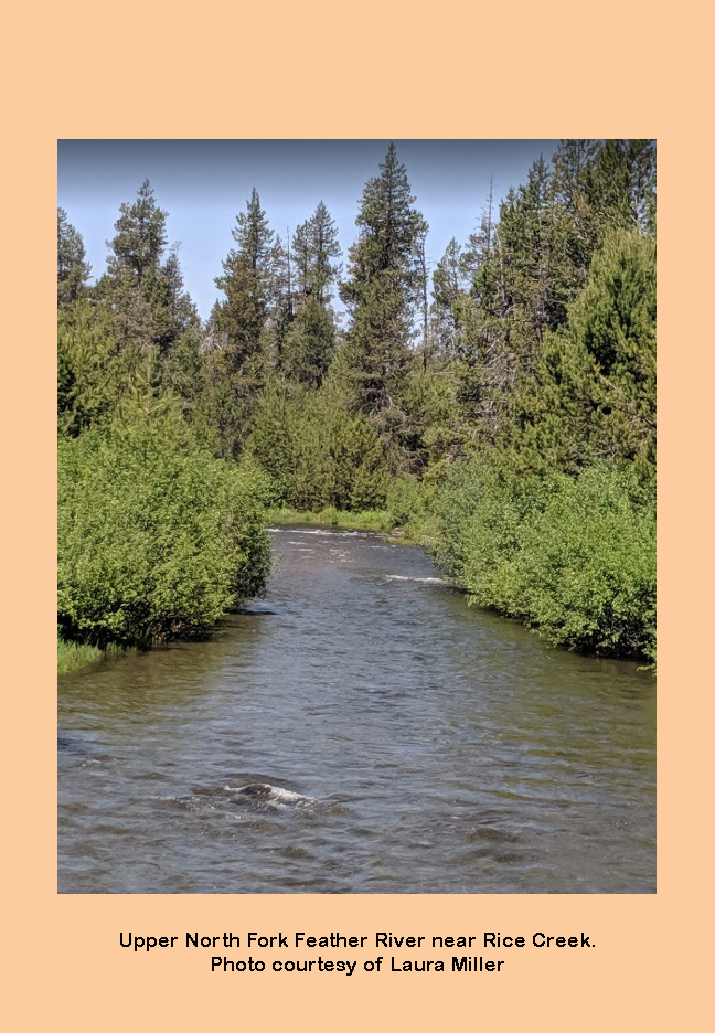 Upper North Fork Feather River – fed by spring creeks
