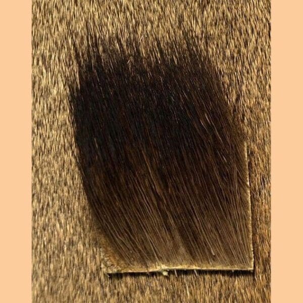 Moose Body Hair – Fly Fishing the Sierra