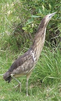 Matuka – a new zealand style