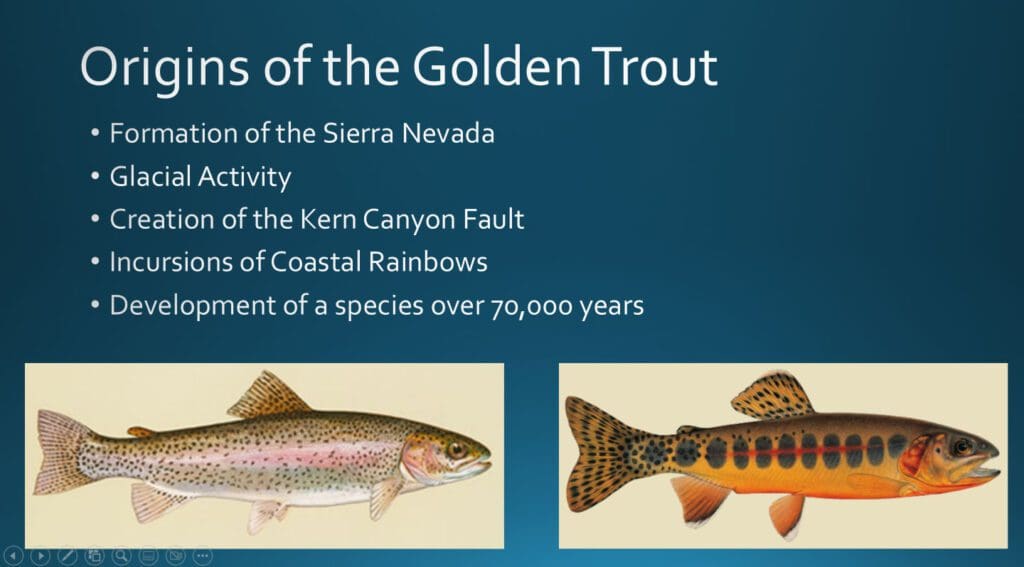 Origins of the Golden Trout