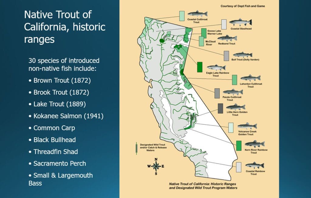 Origins of the Golden Trout