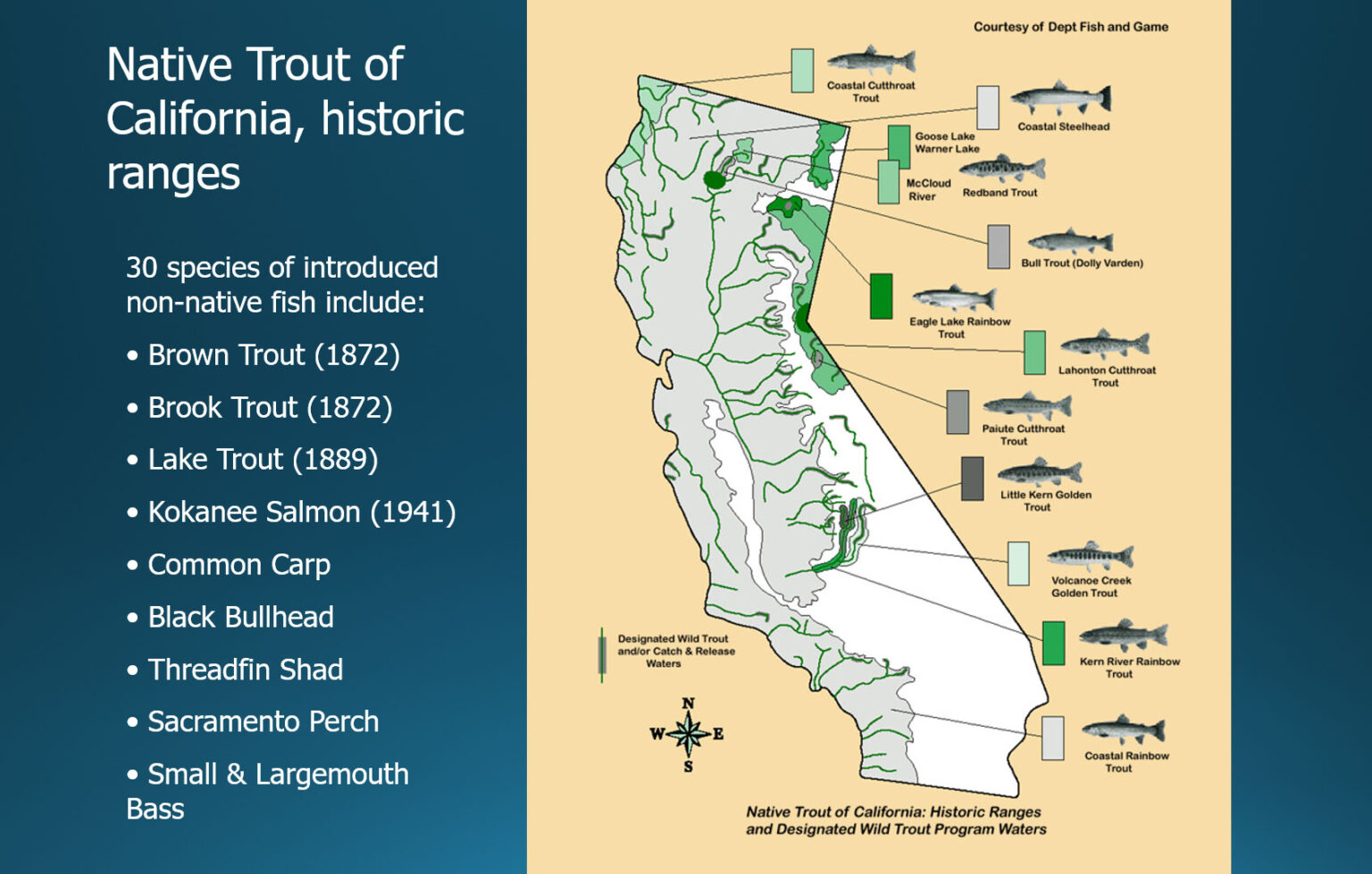 Origins of the Golden Trout